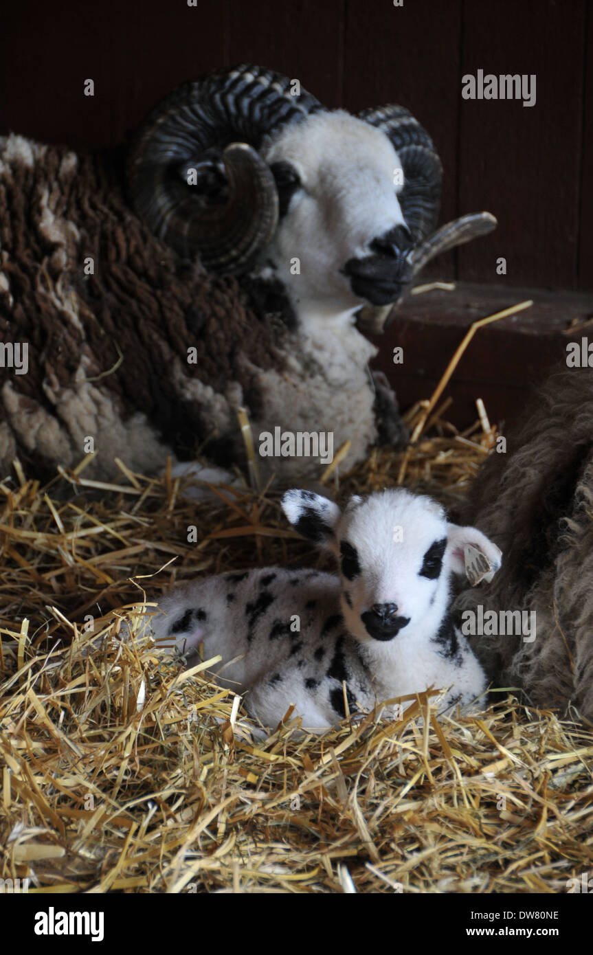 Sheep, goats, lamb Stock Photo - Alamy