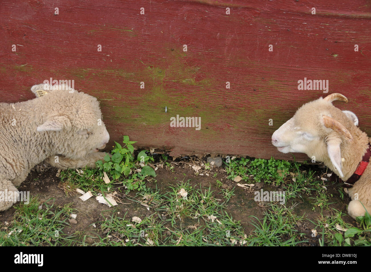 Sheep, goats, lamb Stock Photo - Alamy