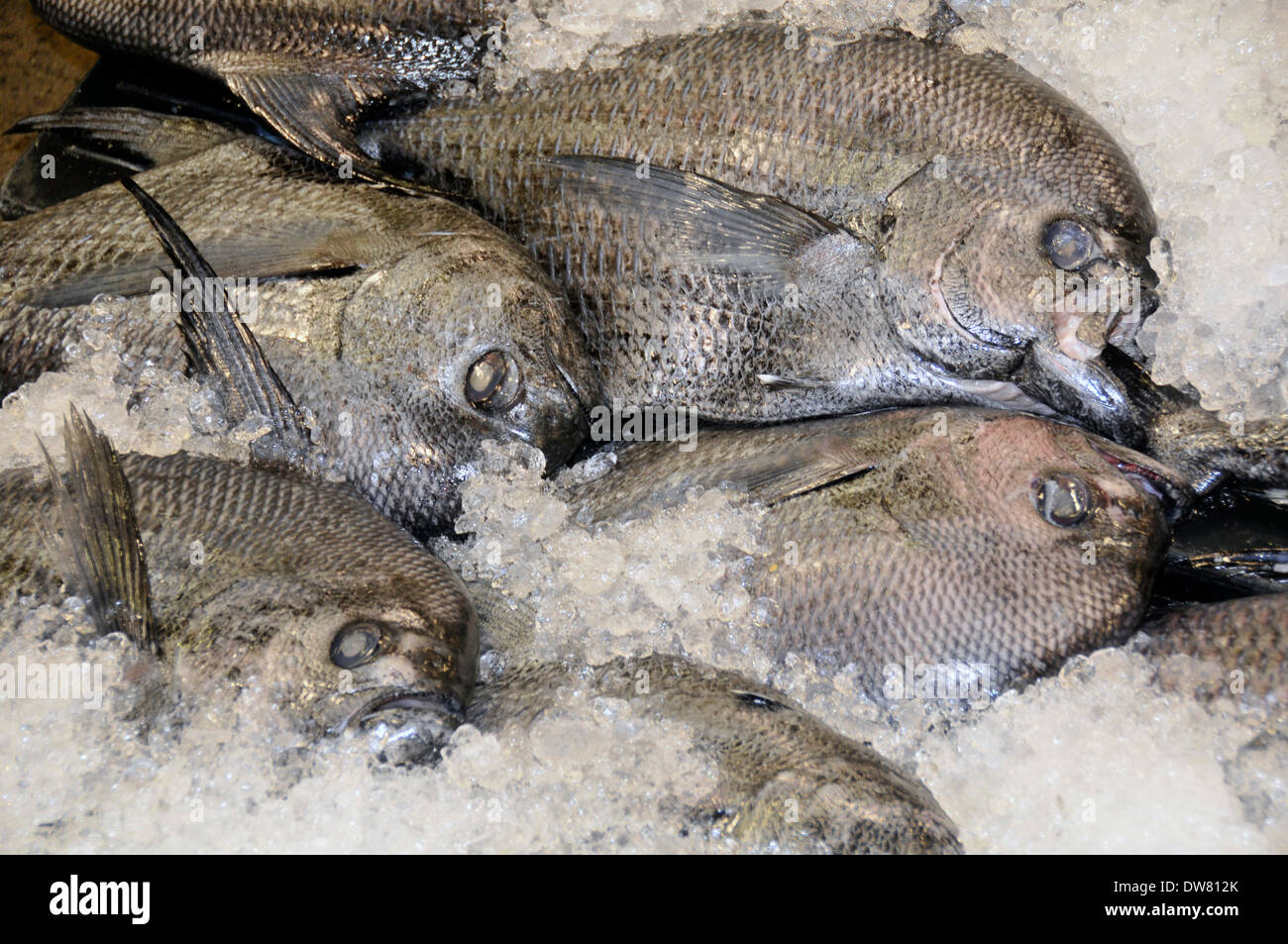 Sickle Pomfret Fish