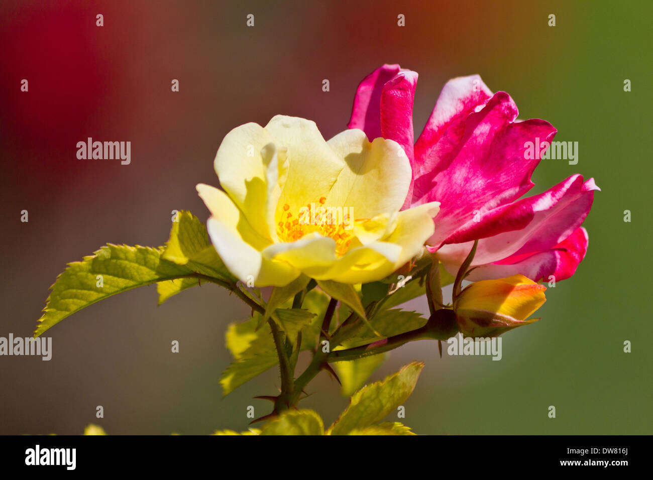 Yellow and pink roses Stock Photo - Alamy