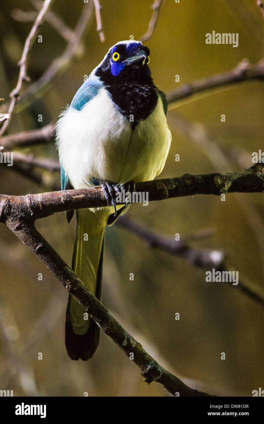 A portrait of a beautiful blue and white small bird Stock Photo - Alamy