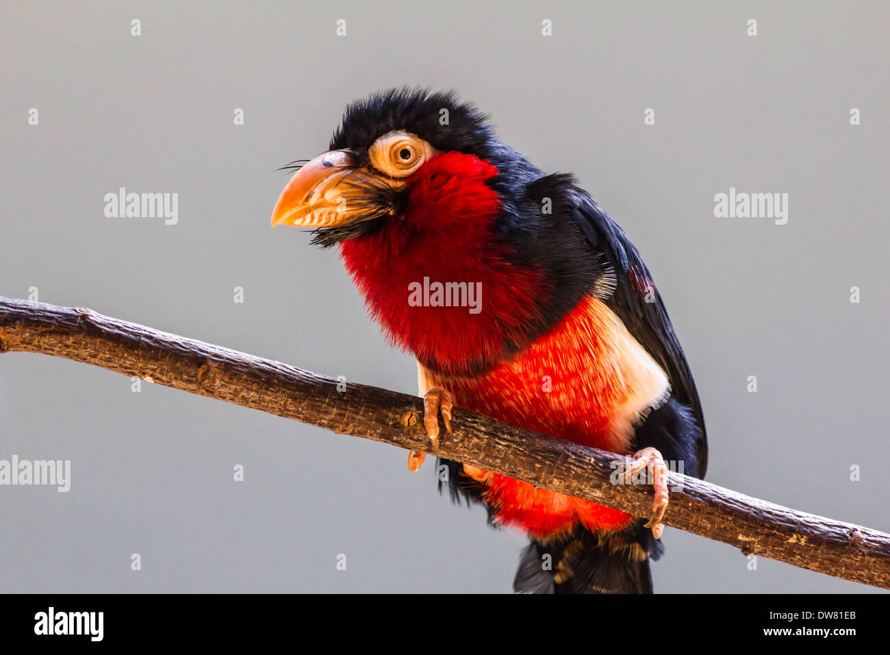 A portrait of a colorful small bird Stock Photo - Alamy