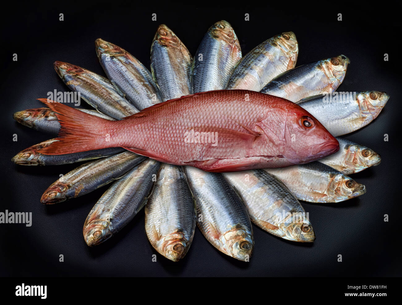 Large red snapper with mackerel fish Stock Photo - Alamy