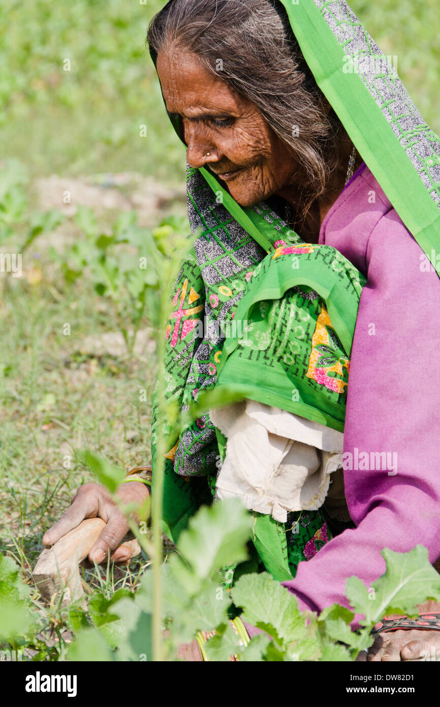 1 Indian woman working in farm Stock Photo - Alamy