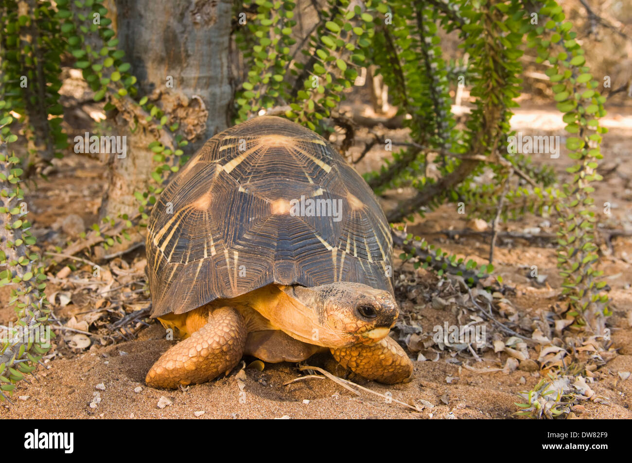 Radiated Tortoise (Astrochelys radiata Stock Photo - Alamy