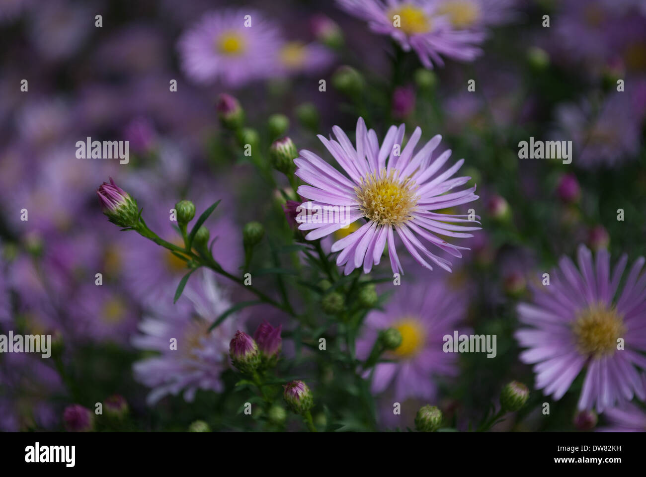 Aster flower in detail Stock Photo - Alamy