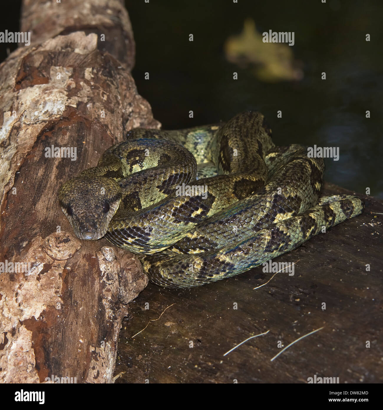 African tree boa hi-res stock photography and images - Alamy