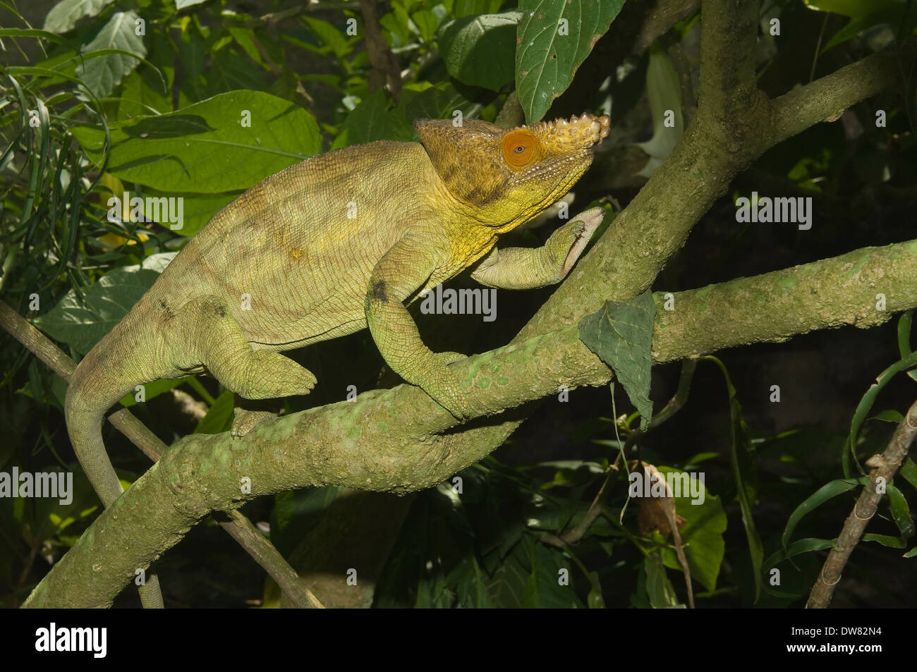Parson's chameleon (Calumma parsonii Stock Photo - Alamy