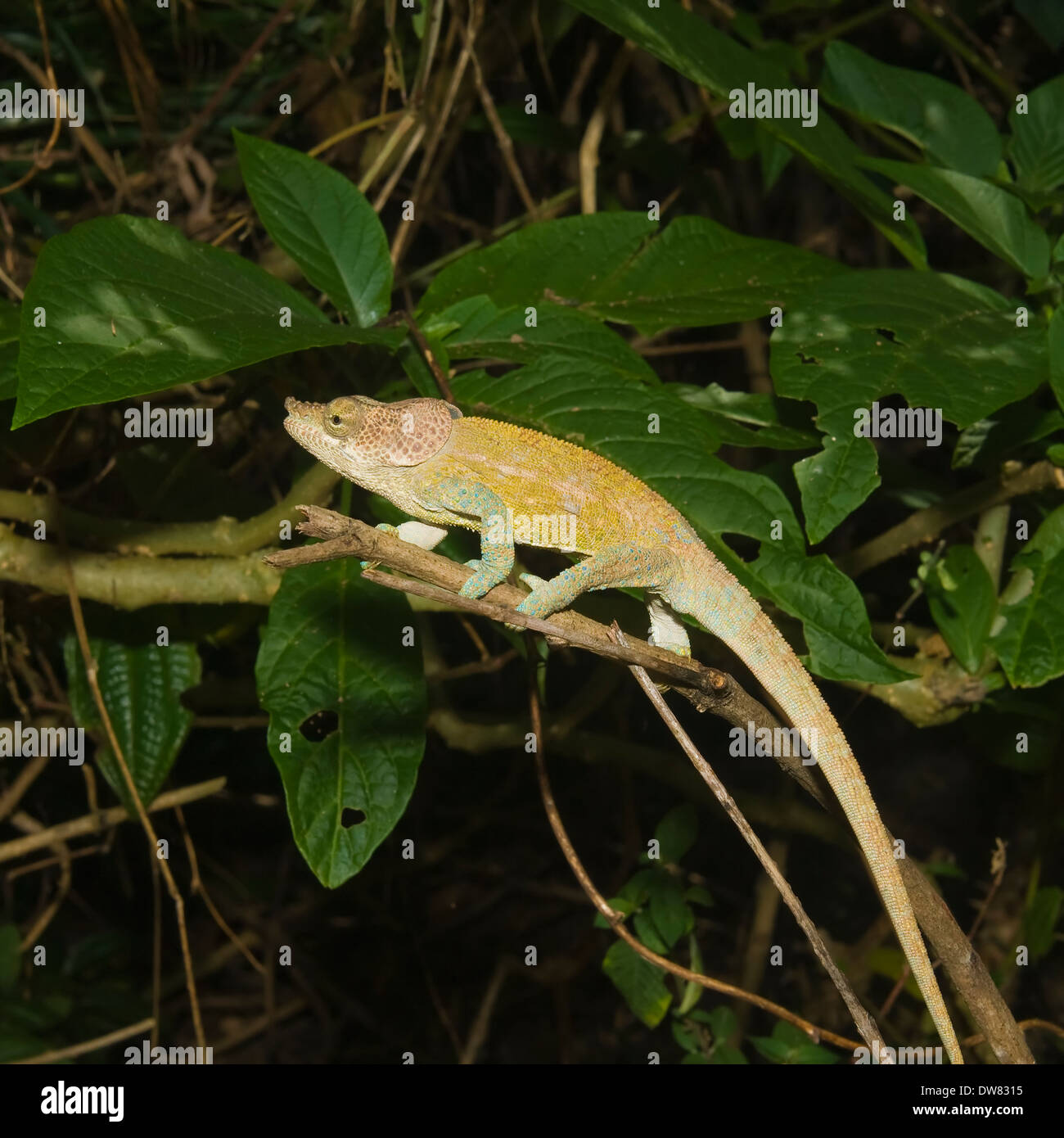 Elephant-eared Chameleon or Short-horned Chameleon (Calumma brevicornis ...