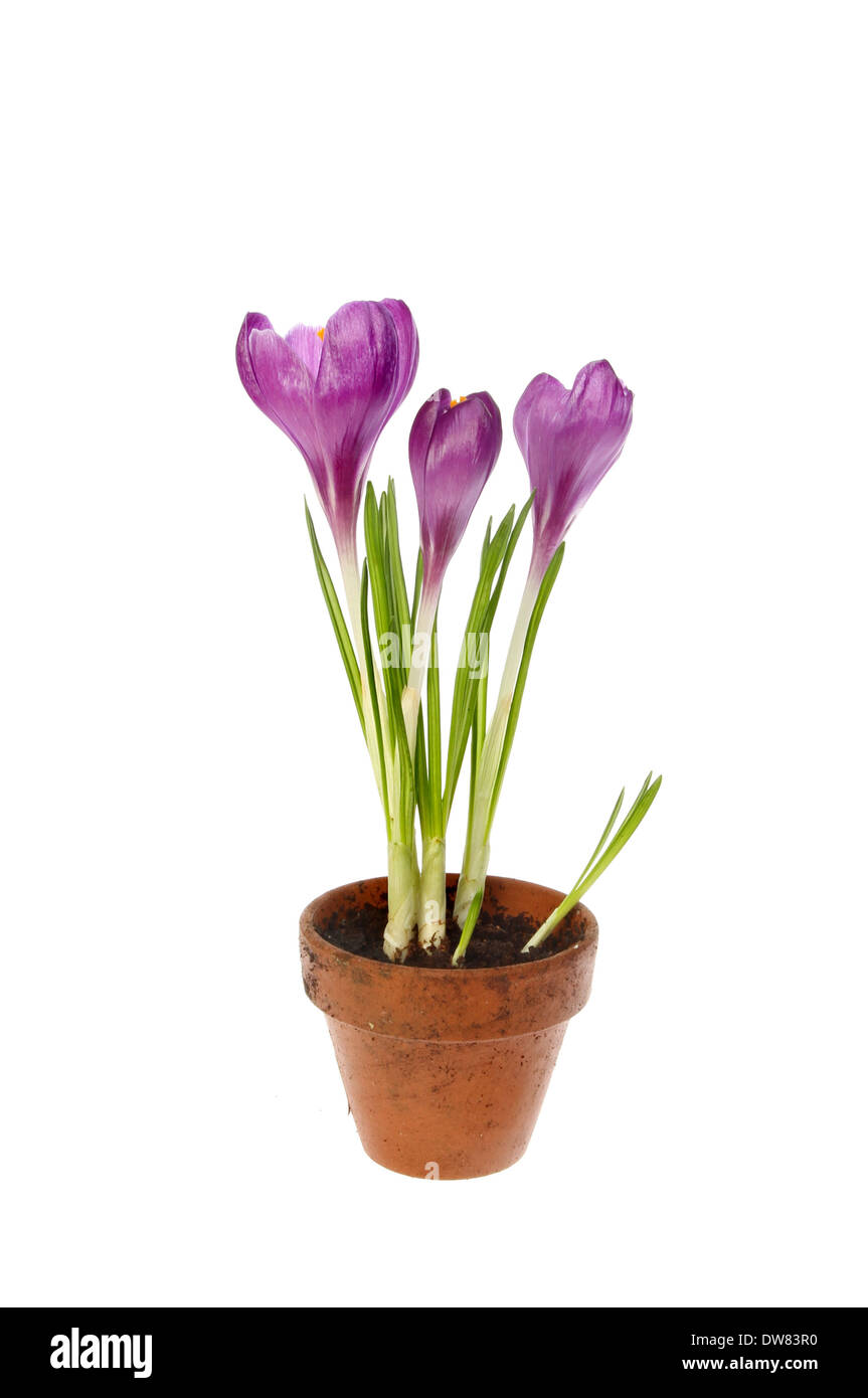 Purple crocus flowers in a small terracotta plant pot isolated against ...