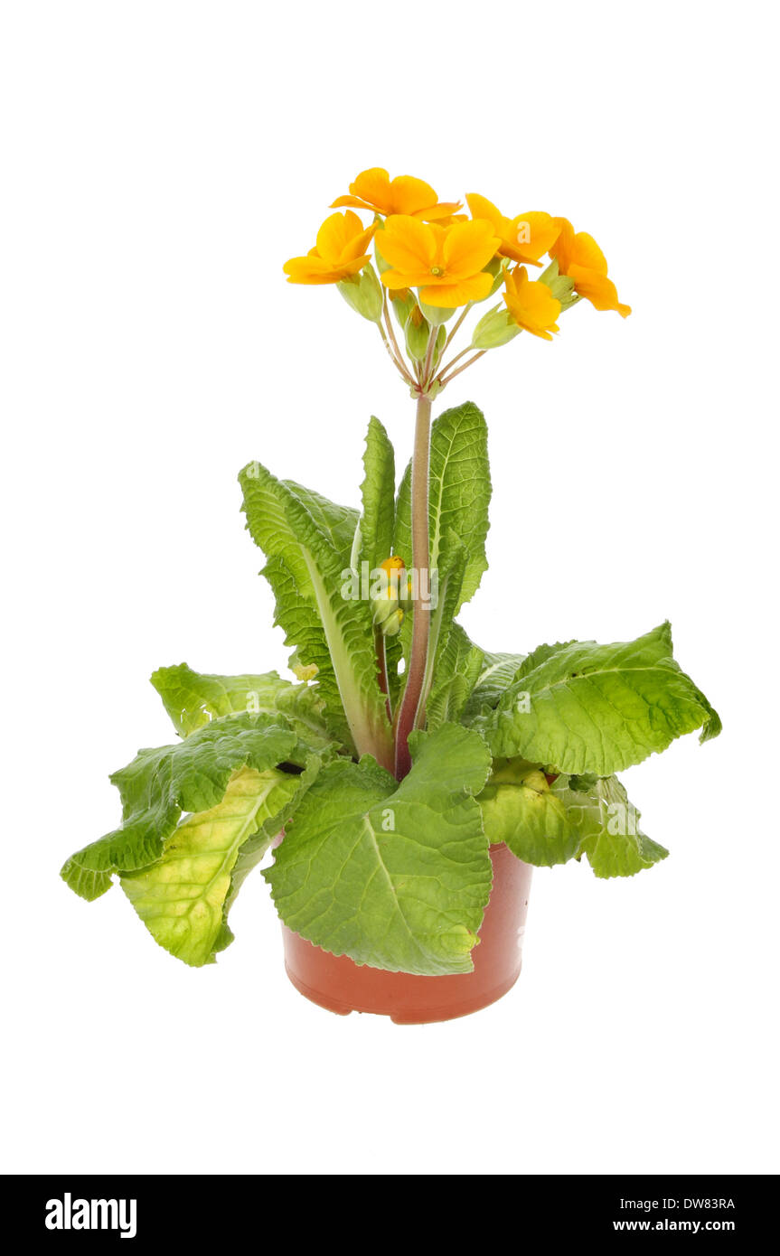 Primula plant with orange flowers in a pot isolated against white Stock ...