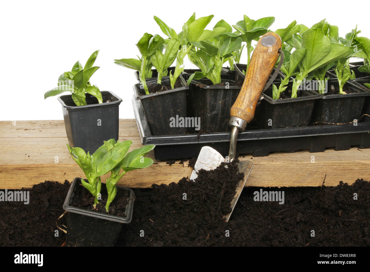 Planting out broad bean seedlings from a wooden board to the earth ...