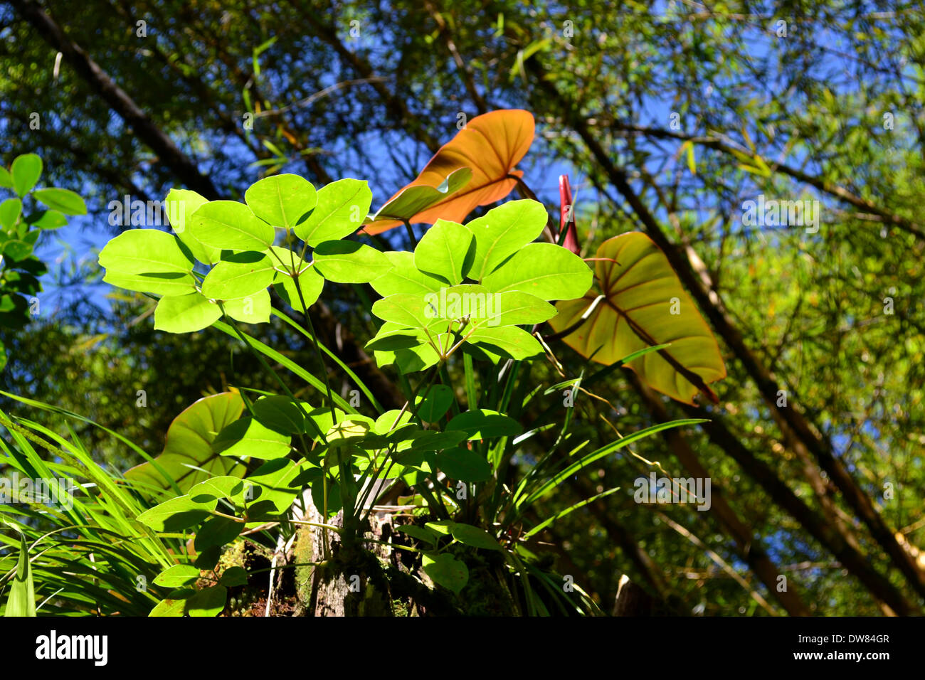 Hawaiian plants hi-res stock photography and images - Alamy