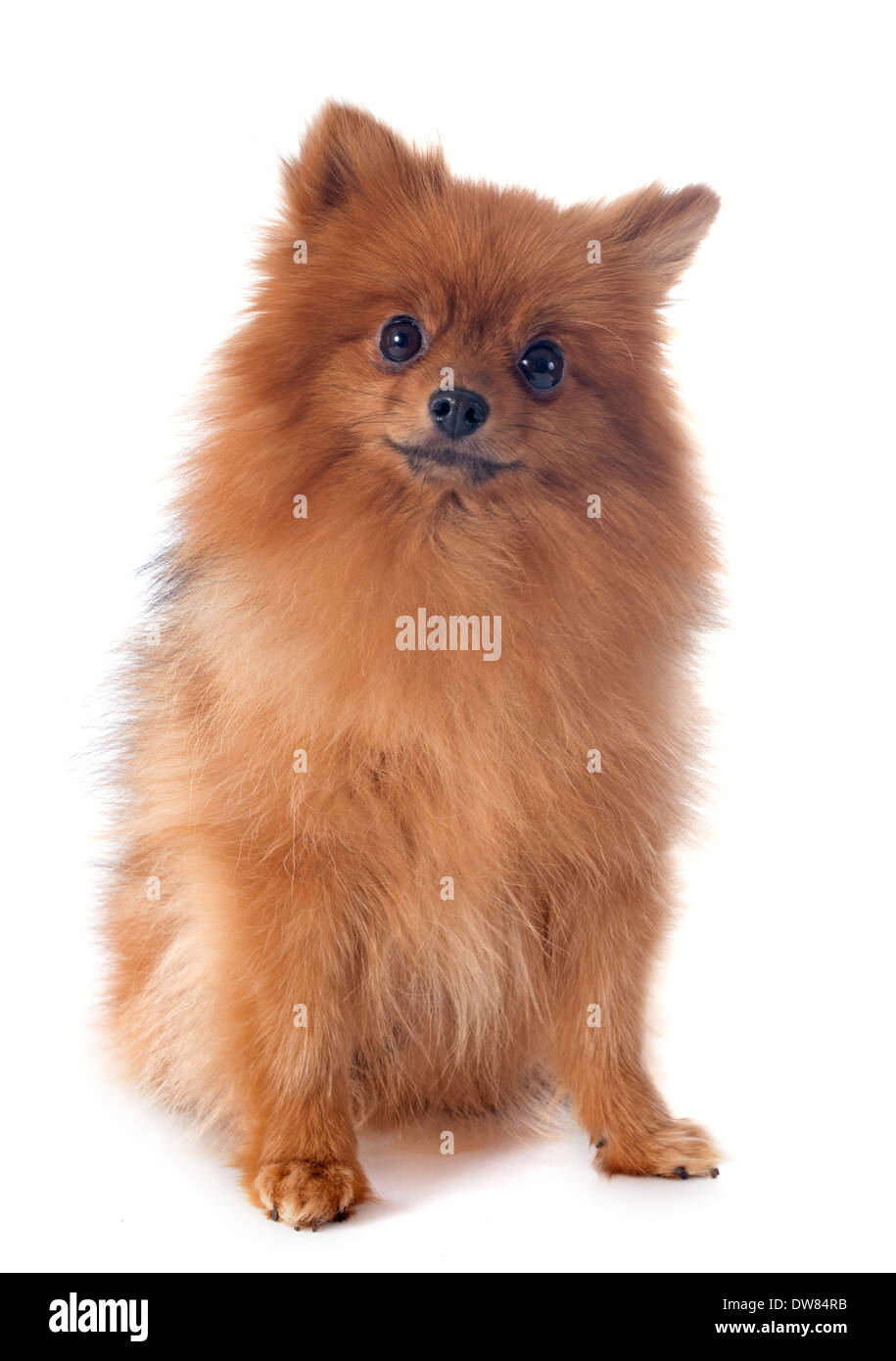 Miniature german spitz hi-res stock photography and images - Alamy