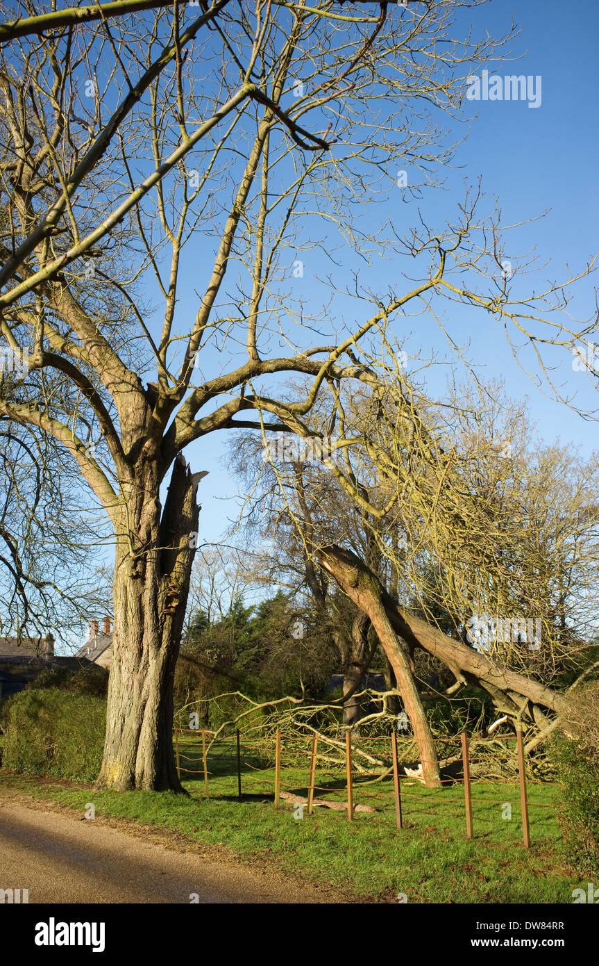 A storm damaged tree in a field in Lechlade, Gloucestershire, England ...