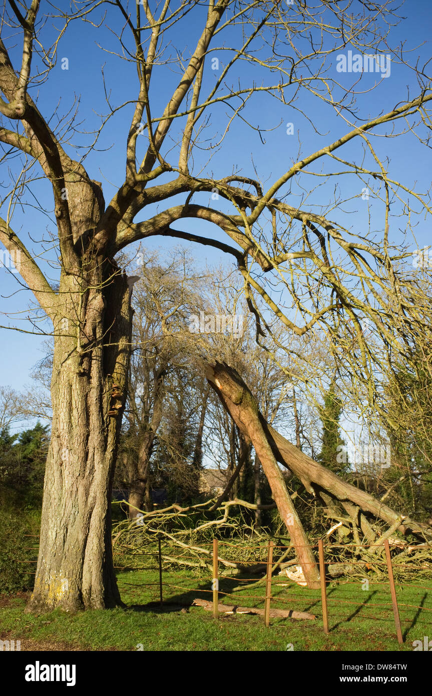 Broken tree in paddock hi-res stock photography and images - Alamy