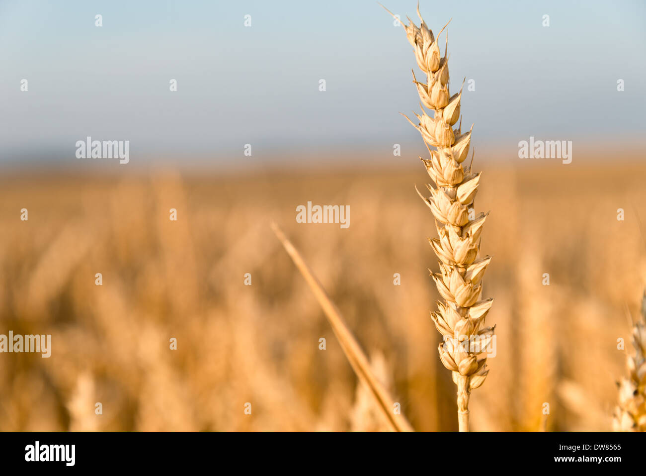 detail of wheat Stock Photo - Alamy