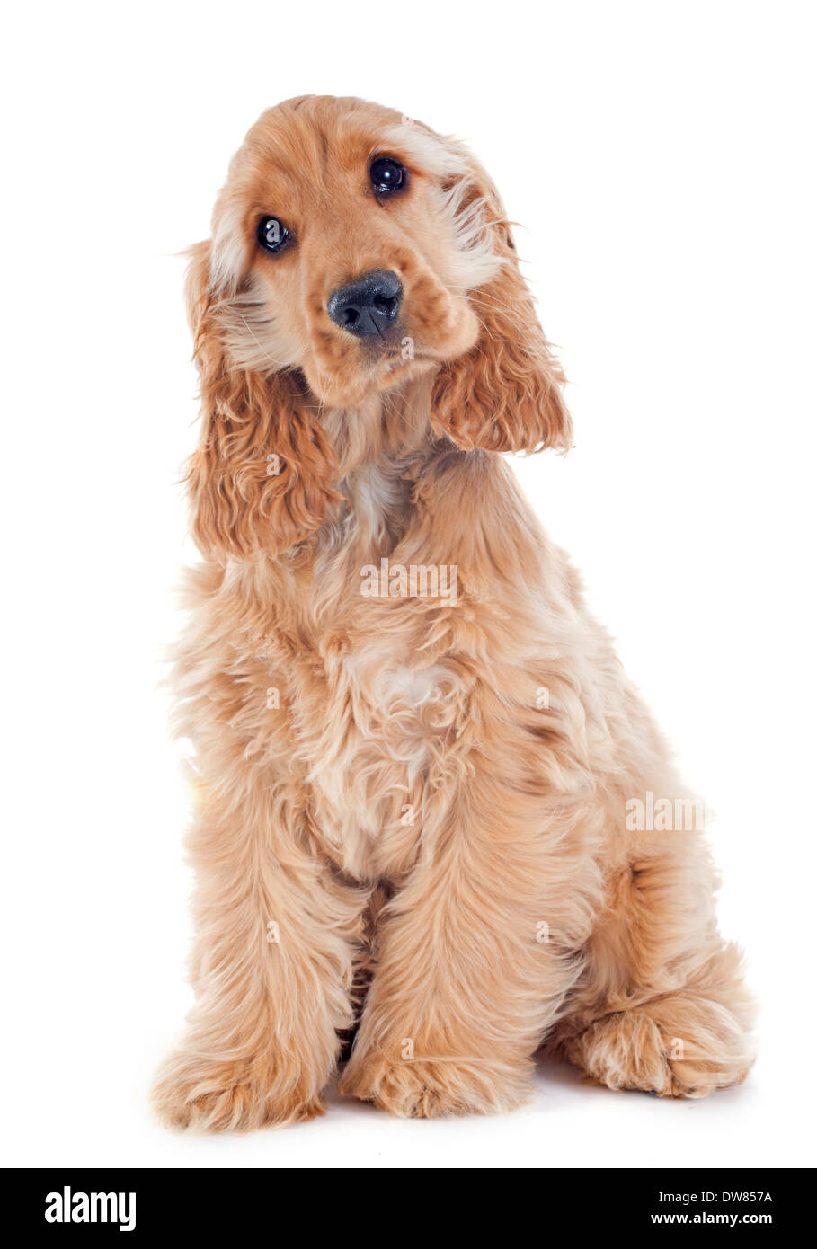portrait of a purebred puppy english cocker in a studio Stock Photo - Alamy