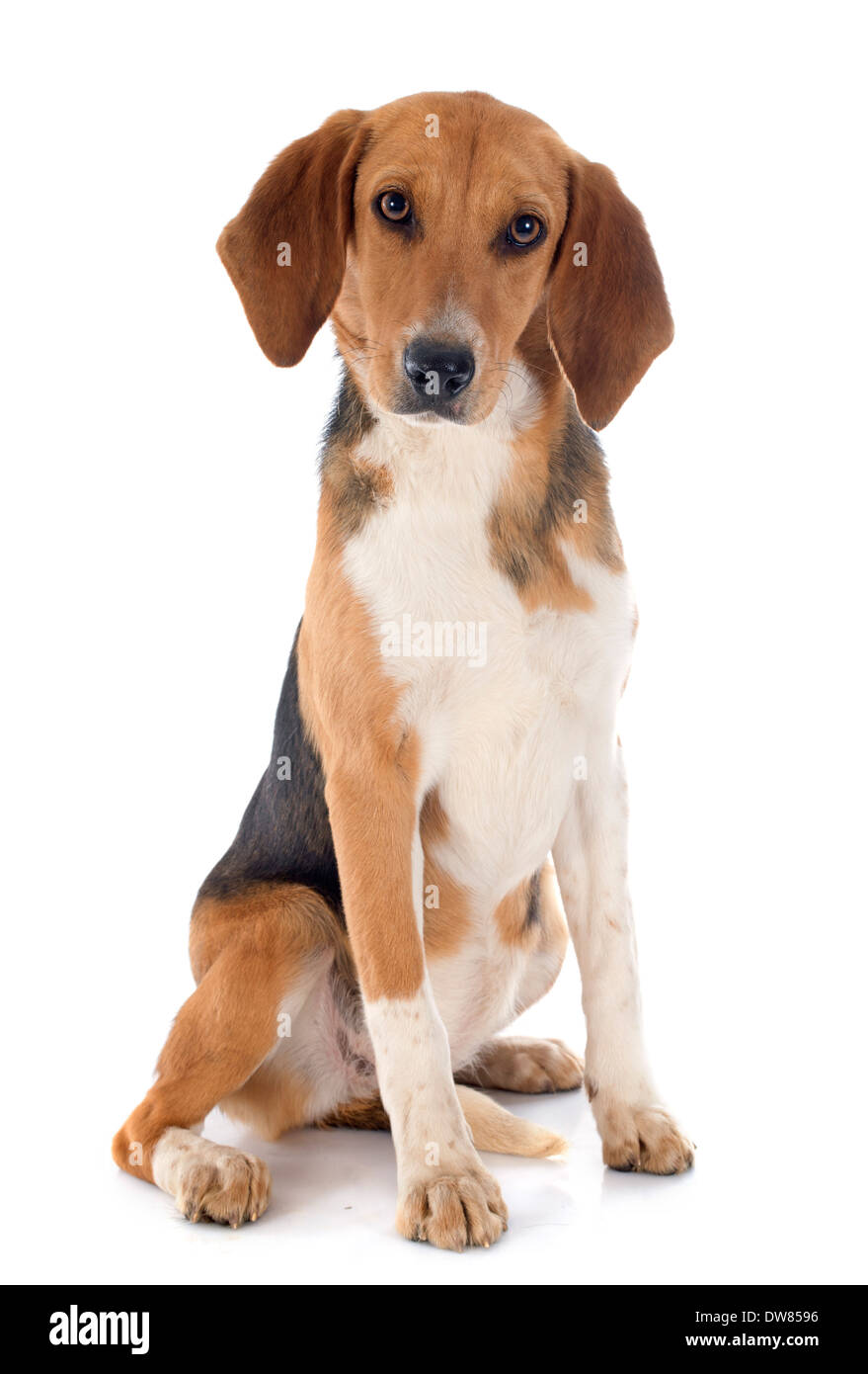 Harrier dog hi-res stock photography and images - Alamy