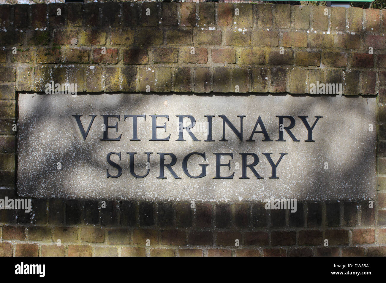 Veterinary practice hi-res stock photography and images - Alamy
