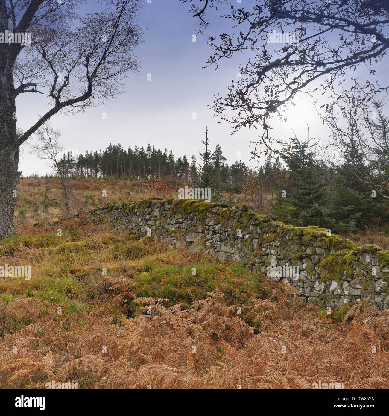 Scottish Highlands: Perthshire: Forestry land Stock Photo - Alamy