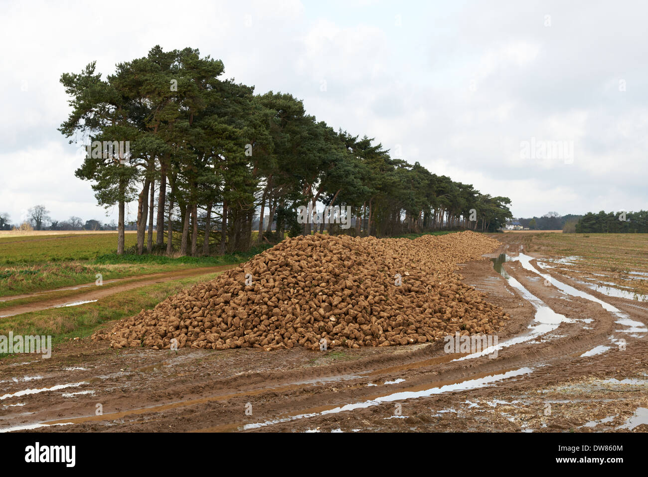 Pile of Sugar beet, Shottisham, Suffolk, UK Stock Photo - Alamy