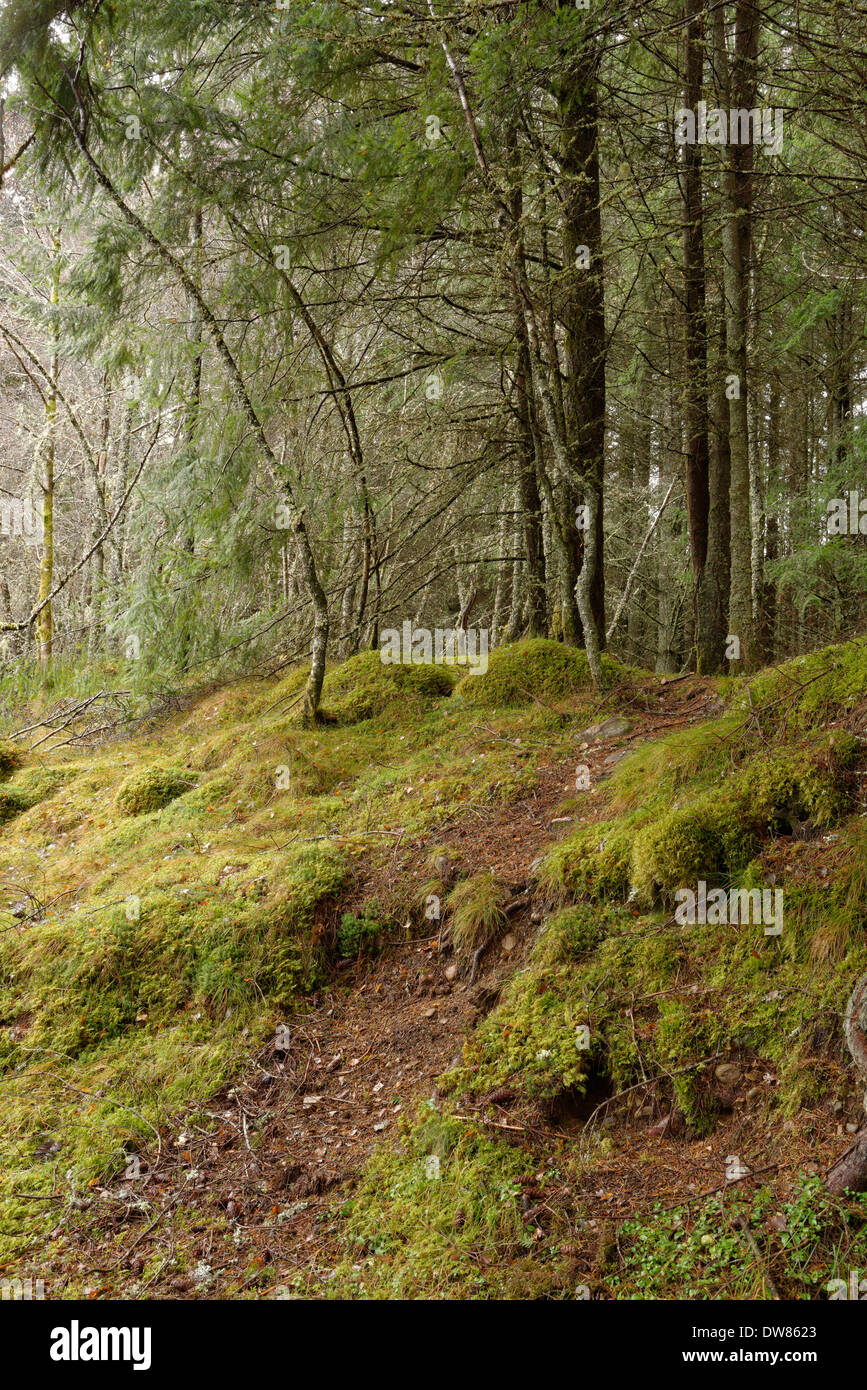 Scottish Highlands: Perthshire : Forest scene Stock Photo - Alamy