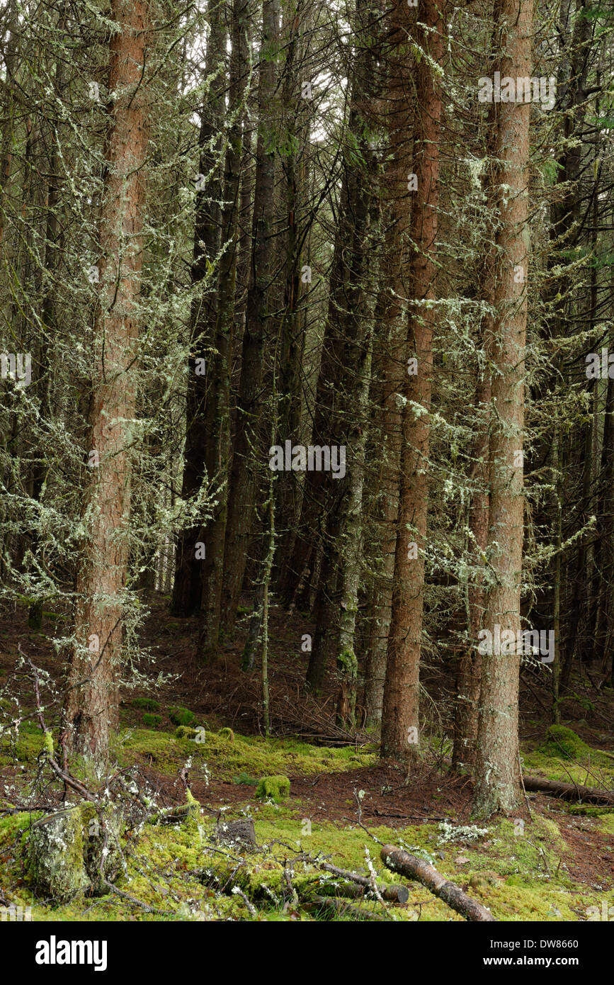 Commercial forestry scotland hi-res stock photography and images - Alamy