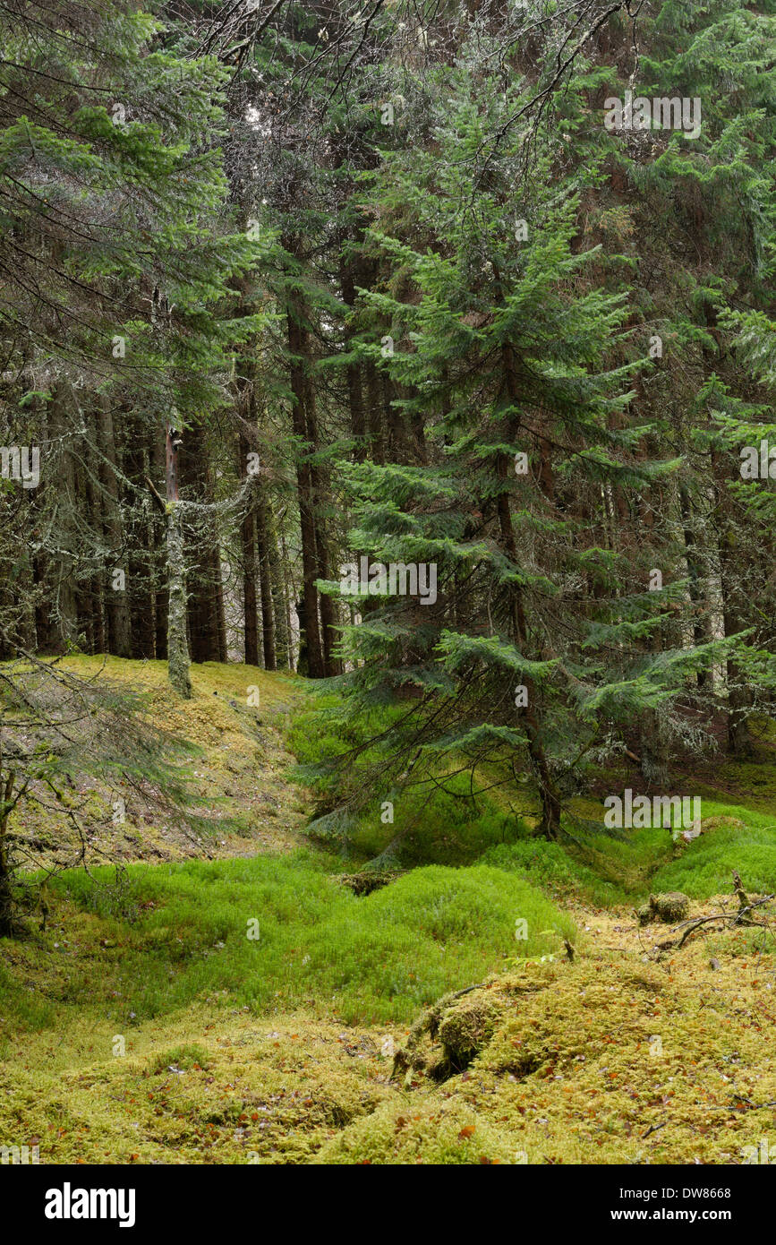 Pines clearing forest hi-res stock photography and images - Alamy