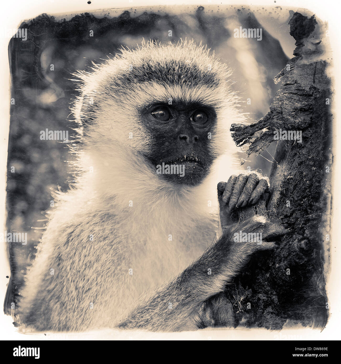 A Vervet monkey in the Ngorongoro Conservation Area Tanzania Eastern ...