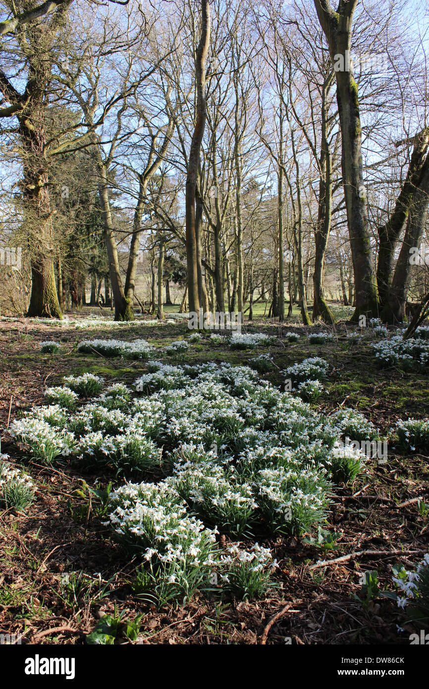 Snowdrops beneath trees, early spring in Berkshire Stock Photo - Alamy