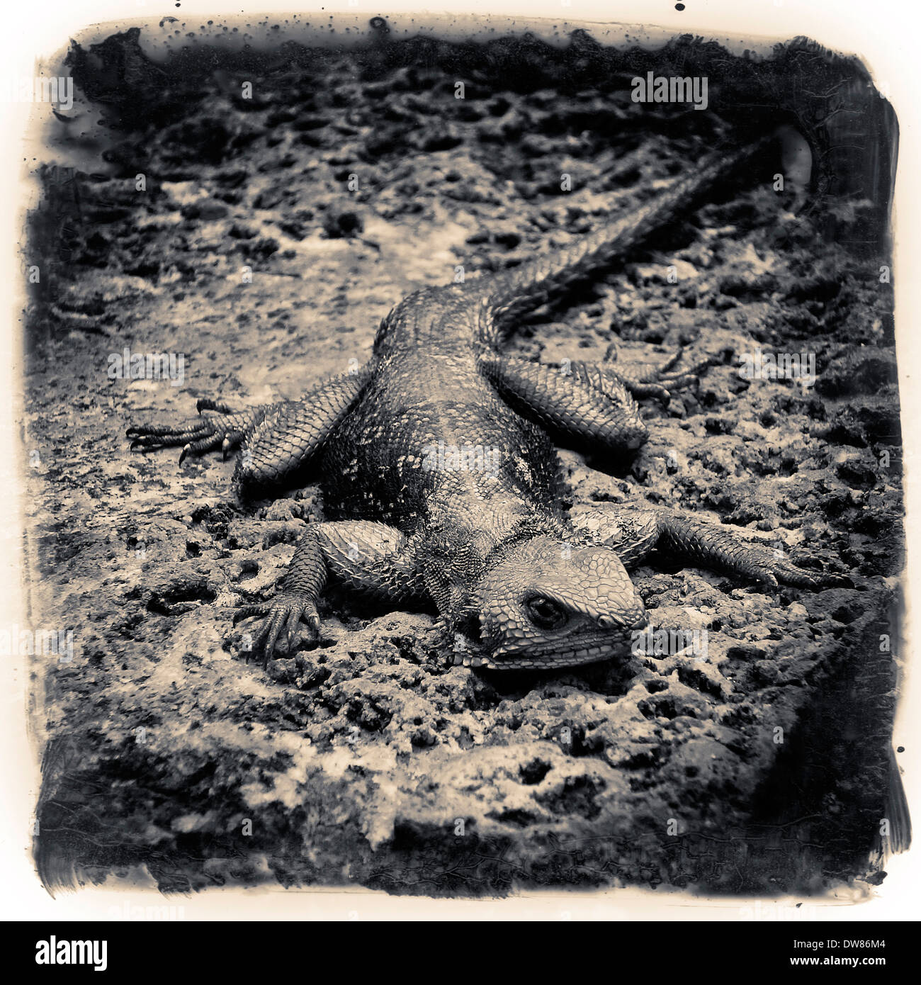 The Mwanza Flat-headed Agama lizard at the Ngorongoro Conservation Area ...