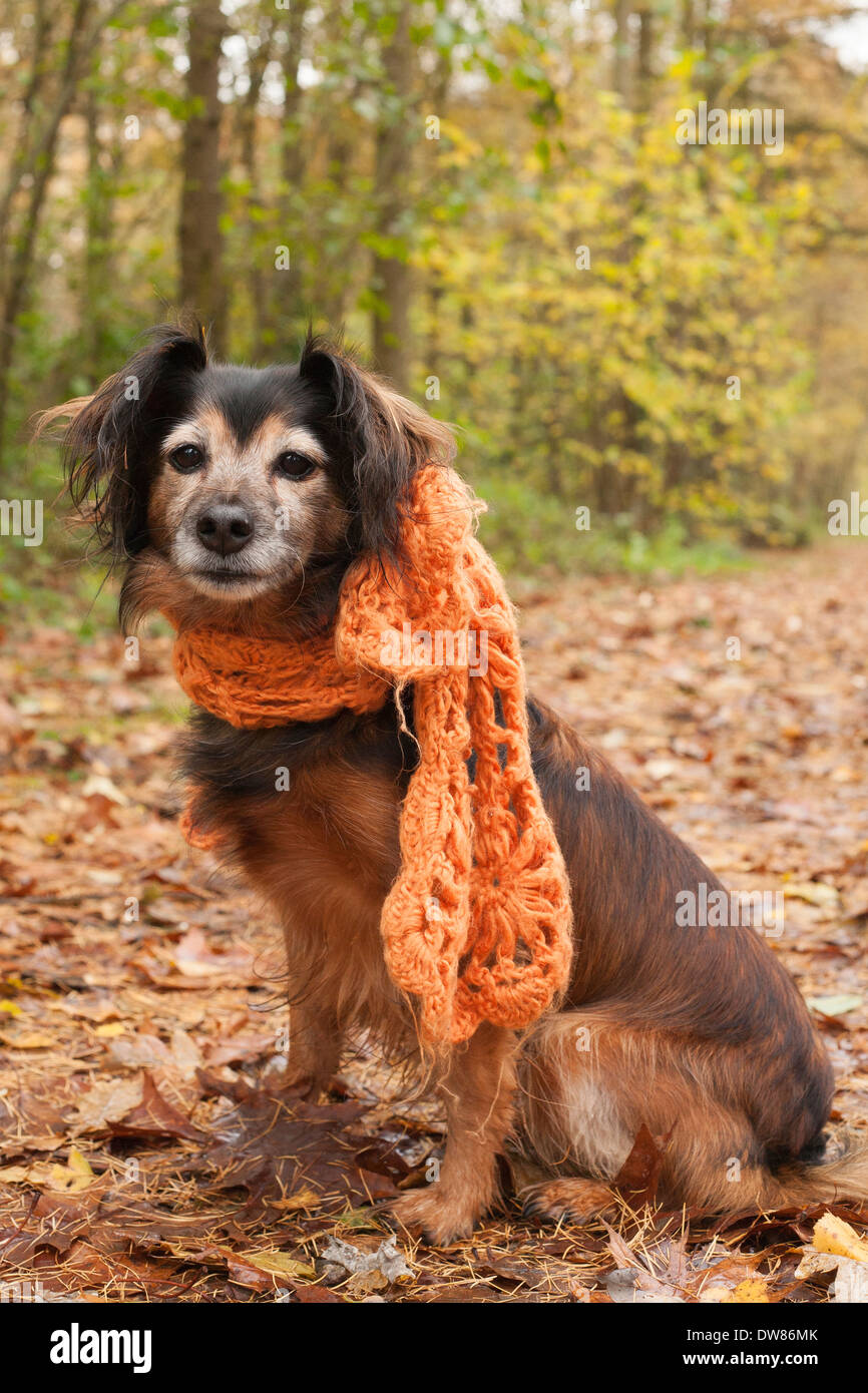 Cute sitting dog in the autumn forest Stock Photo - Alamy