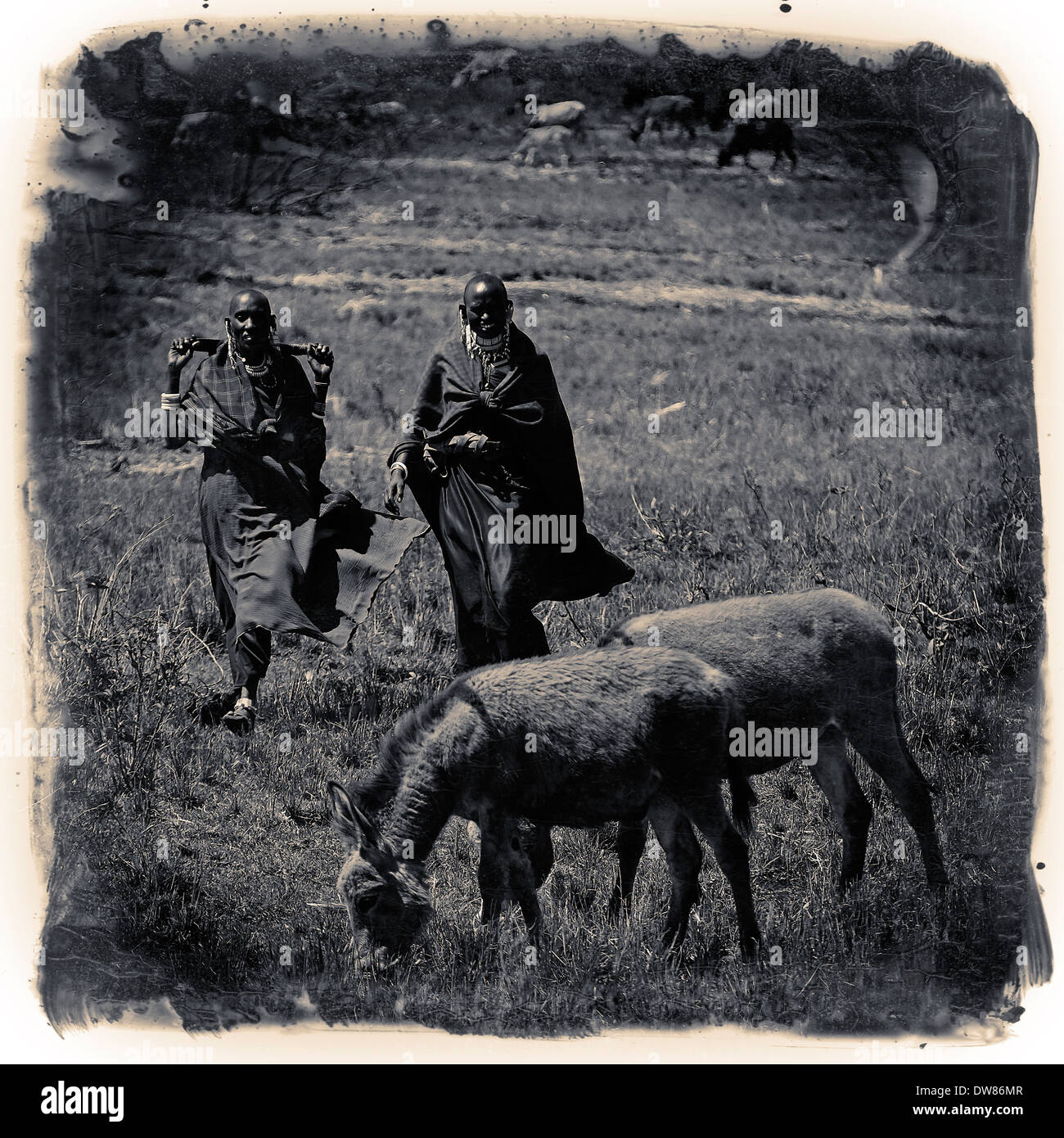 Maasai herdsmen grazing their cattle inside the Ngorongoro Conservation ...