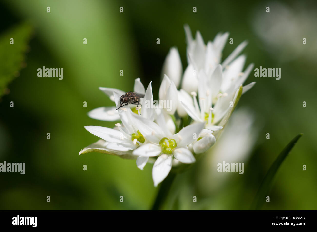 Wild garlic (Allium ursinum), Dunsford Wood, Devon, UK Stock Photo - Alamy
