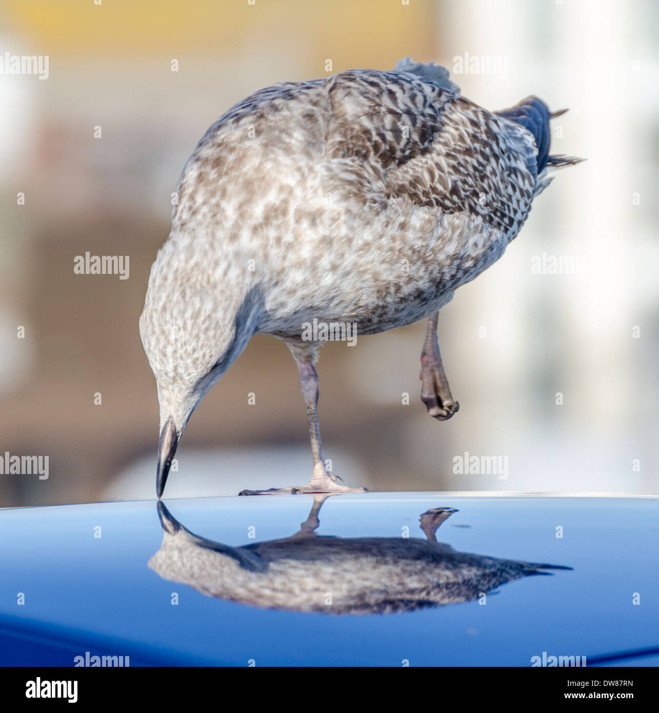 Seagull looking at its reflection Stock Photo - Alamy