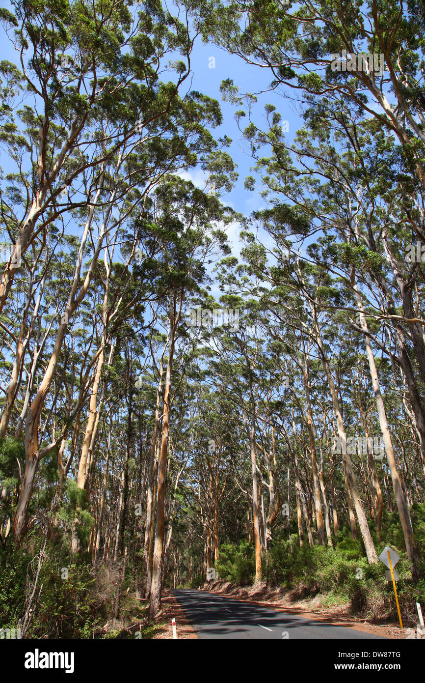 Karri trees hi-res stock photography and images - Alamy