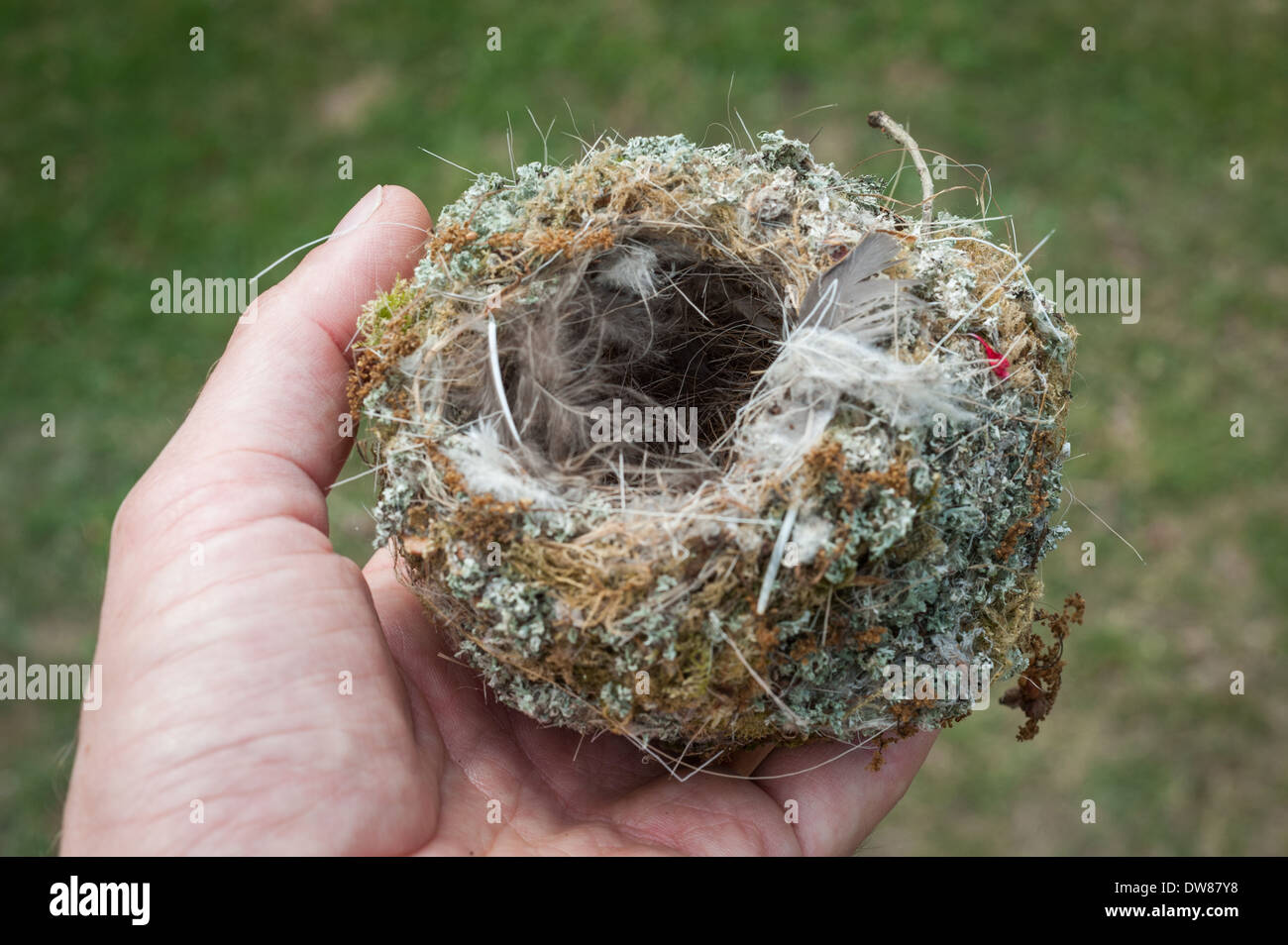 Bird s Nests From A UK Garden Stock Photo Alamy bird-s-nests-from-a-uk-garden-stock-photo-alamy