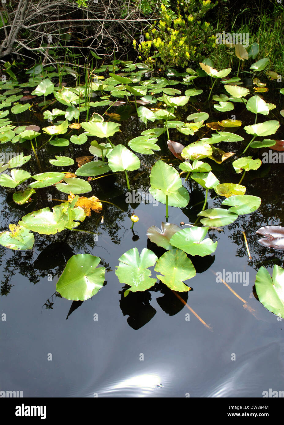 Marsh Lotus, Florida Stock Photo - Alamy