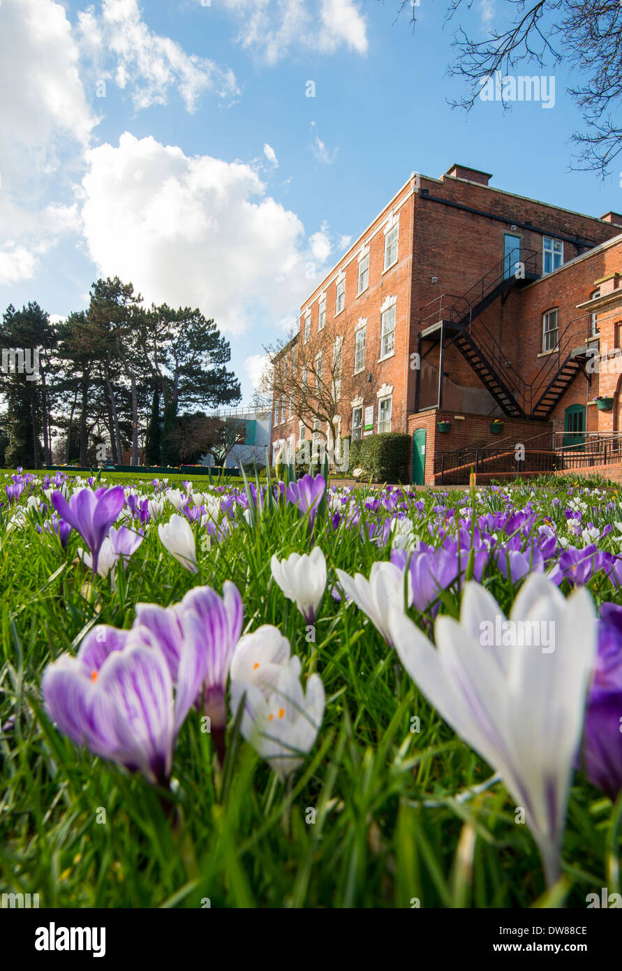 Crocuses growing near the Hall, Bridgford Park in West Bridgford ...