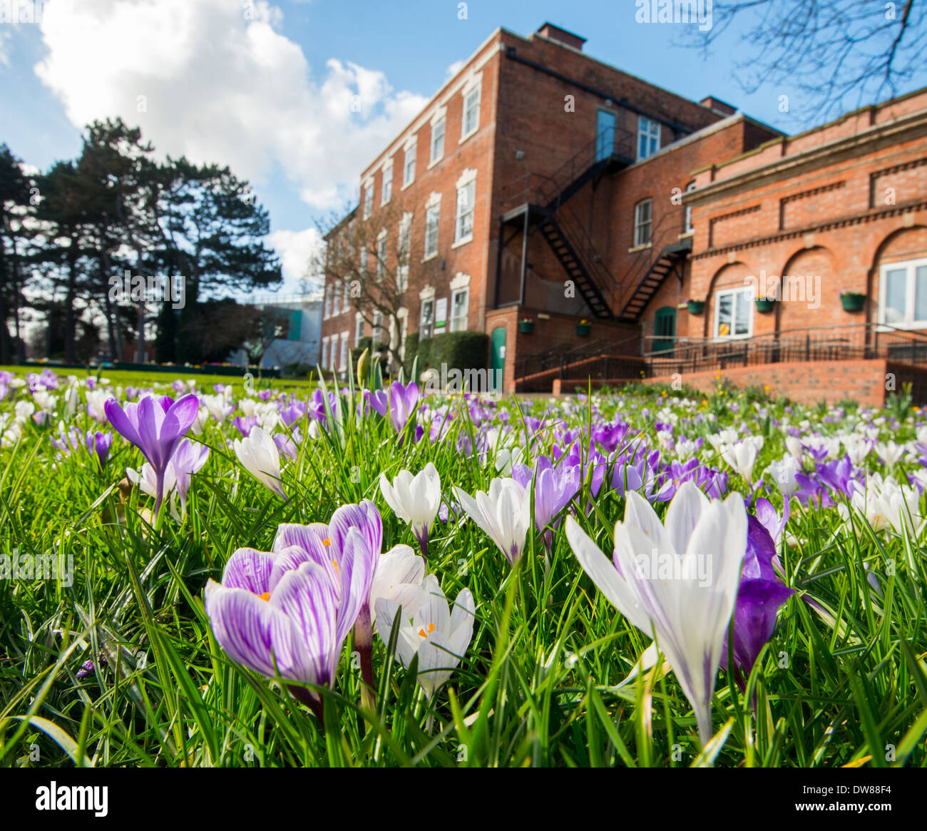 Crocuses growing near the Hall, Bridgford Park in West Bridgford ...