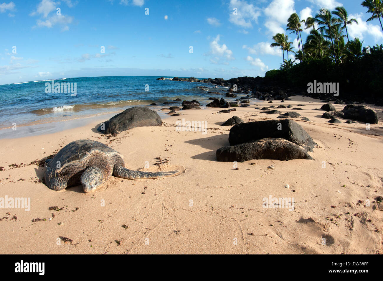 Basking turtle hi-res stock photography and images - Alamy