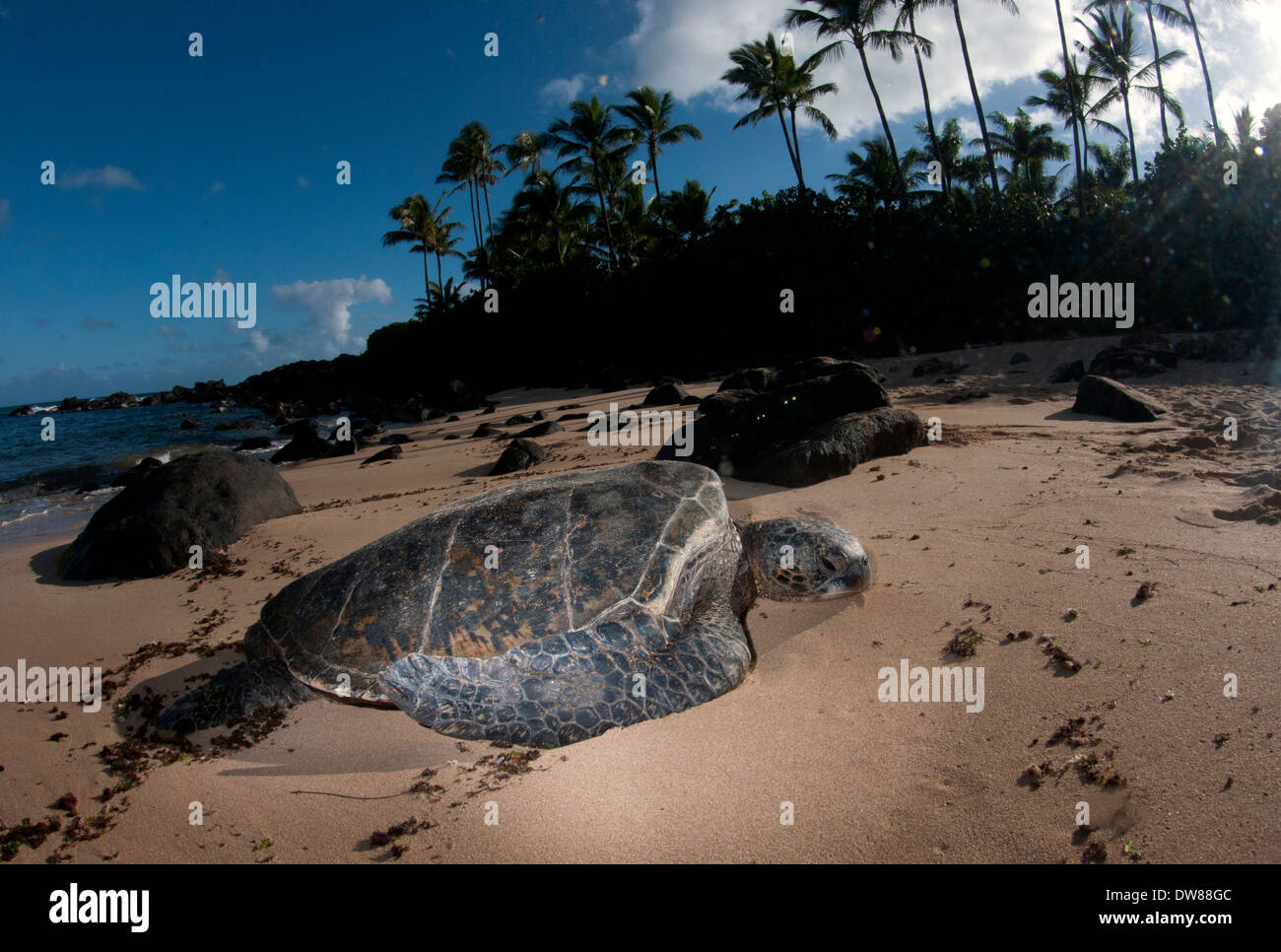 Basking Turtle High Resolution Stock Photography and Images - Alamy