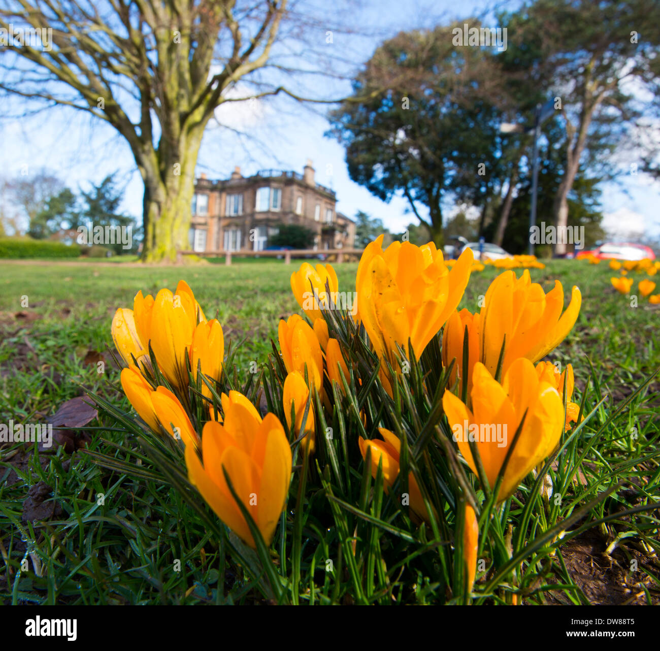 Bright yellow crocuses growing in Woodthorpe Park in Nottingham ...