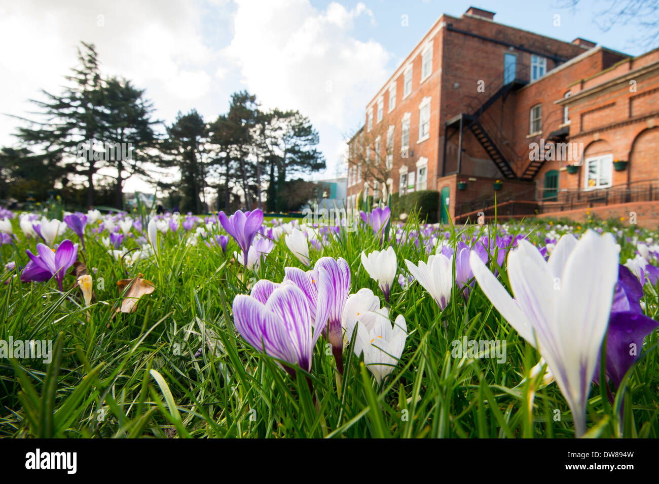 Crocuses growing near the Hall, Bridgford Park in West Bridgford ...