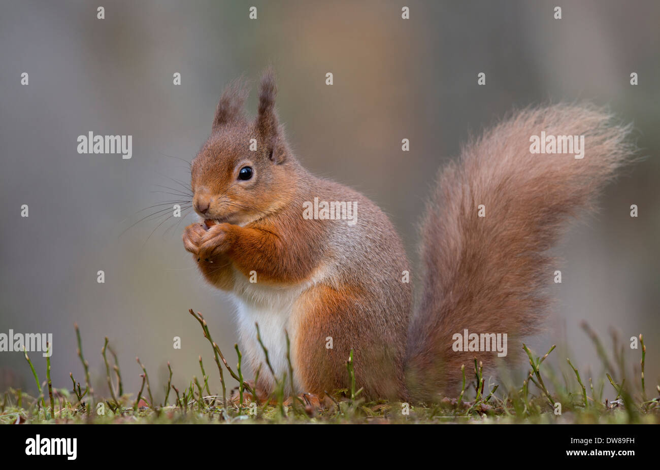 red squirrel sitting on the ground looking left Stock Photo - Alamy