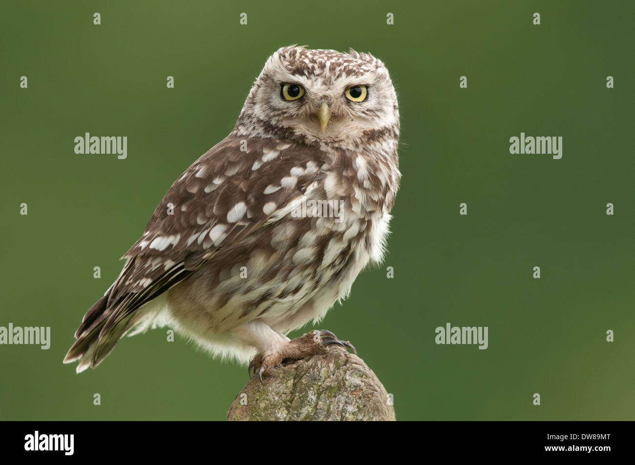 a little owl sitting on top of a old post on left hand side of picture ...