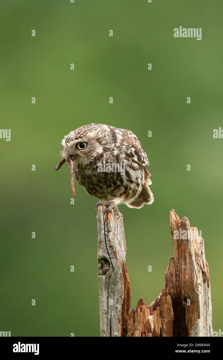 a little owl sitting on top of a old tree stump eating a worm Stock ...