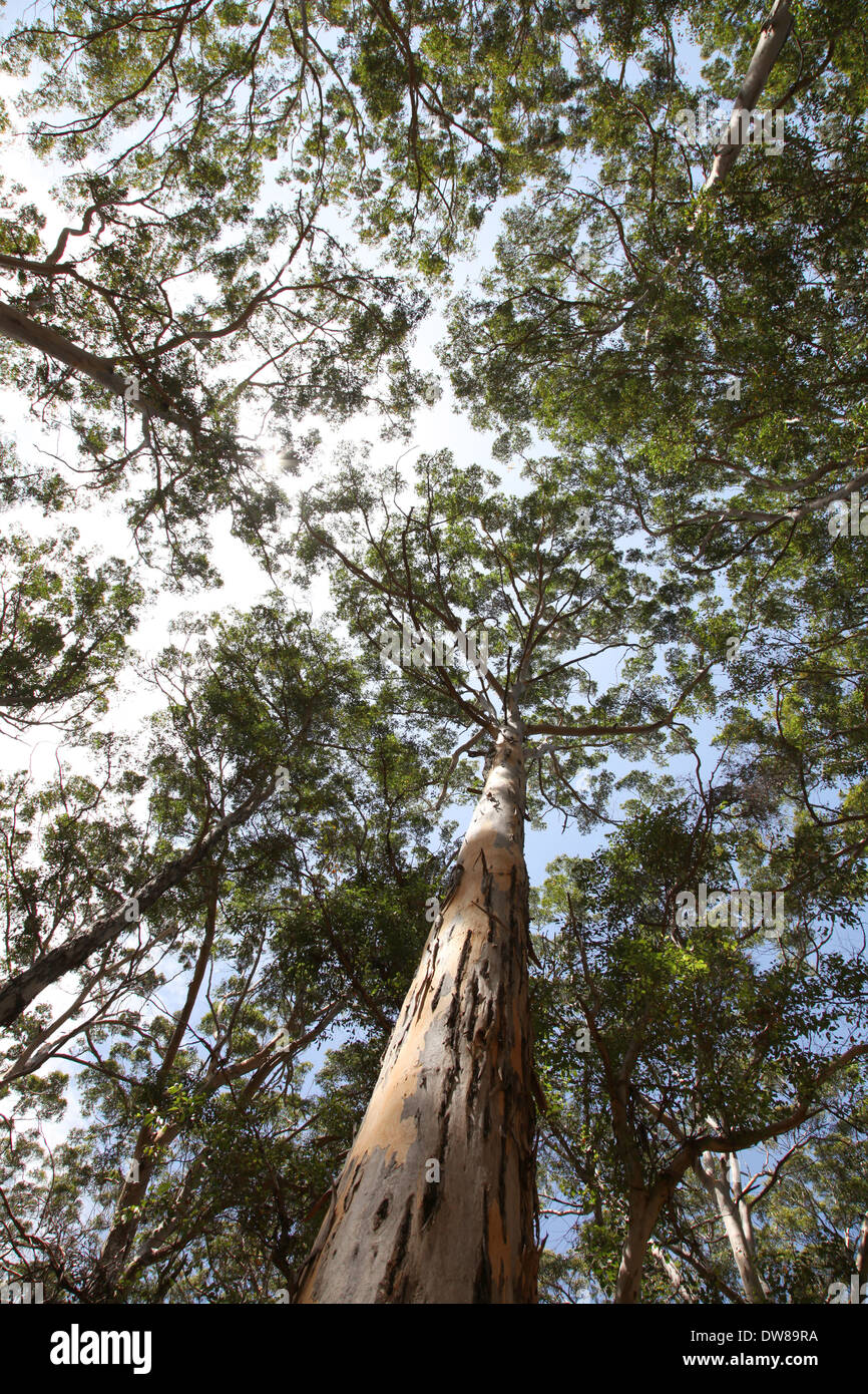 Karri trees hi-res stock photography and images - Alamy