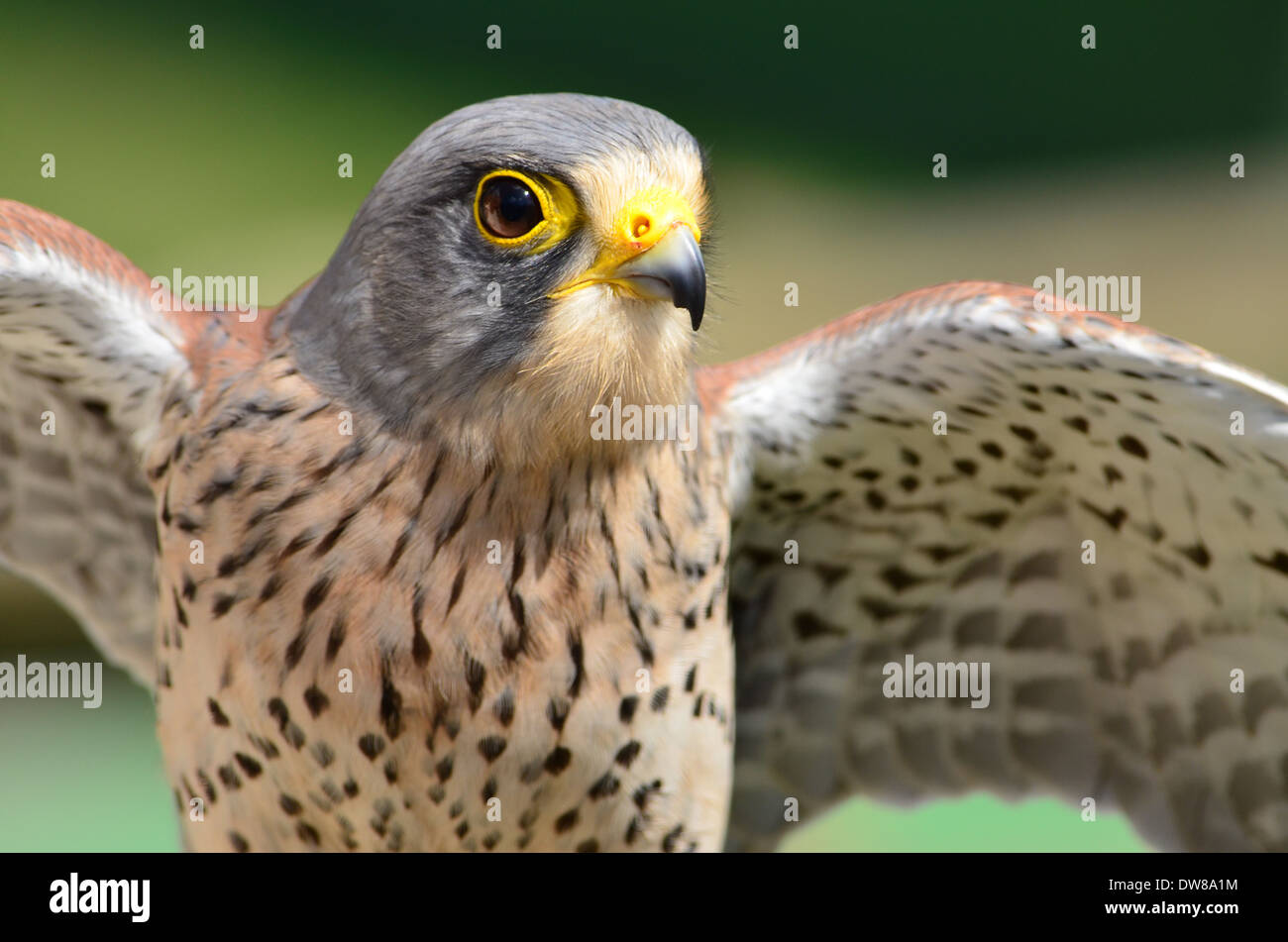 Kestrel open wings hi-res stock photography and images - Alamy